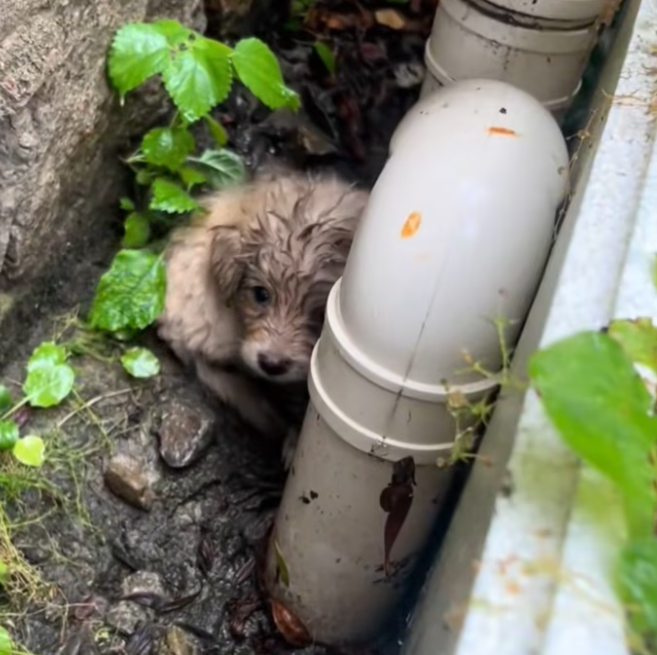 T1301040 Even in pain, hope refused to disappear. - rescueus ...